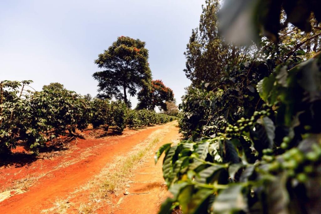 Mastering the Art of Coffee Farming: Top Tips for Success - Servicoff ...