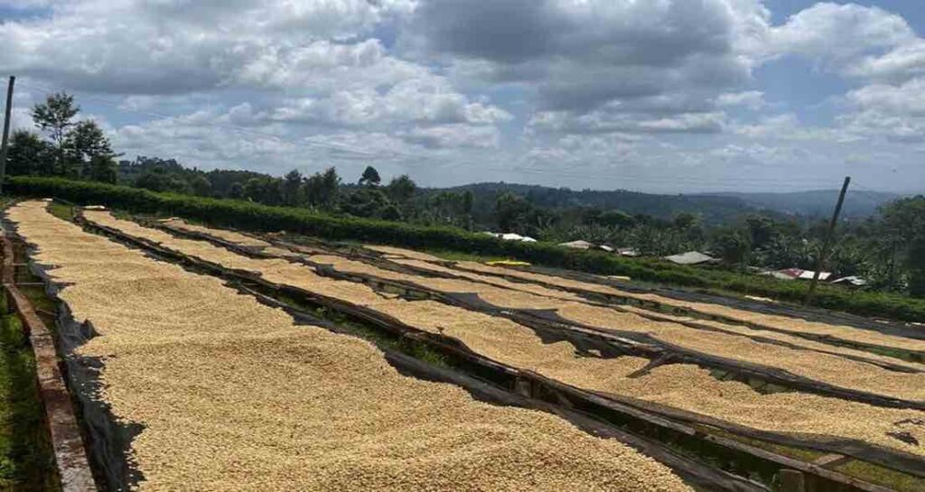 The Triple Ferment Process and Green Coffee Grading - Servicoff Limited